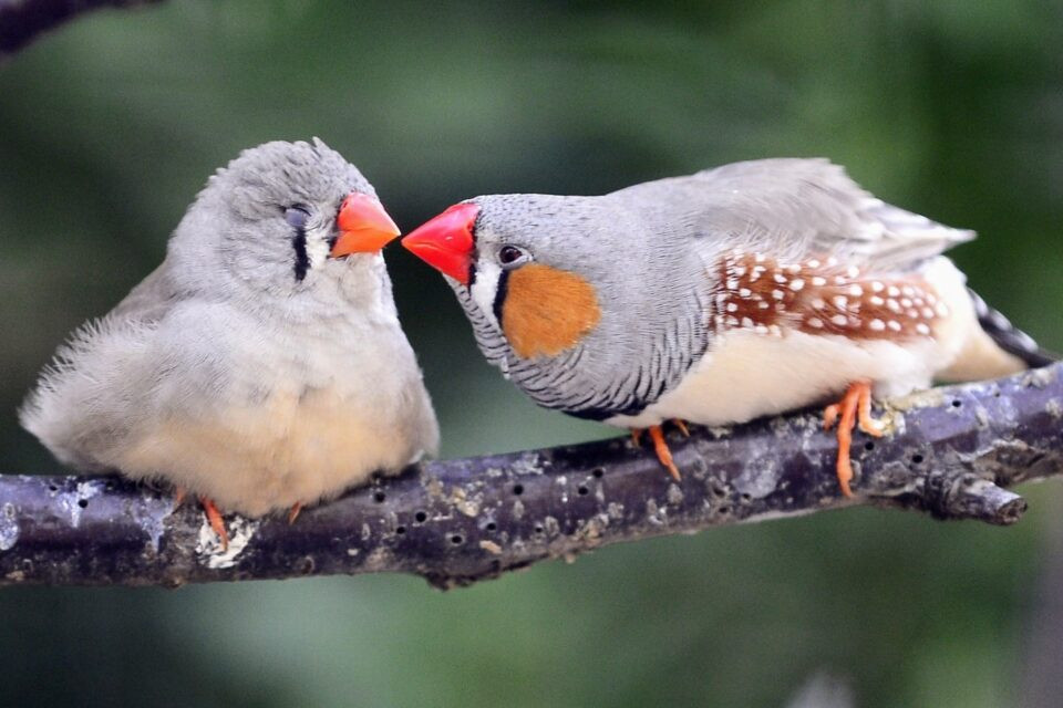 Love on the brain: Male zebra finches drop everything to pursue a mate | Gadagkar Lab